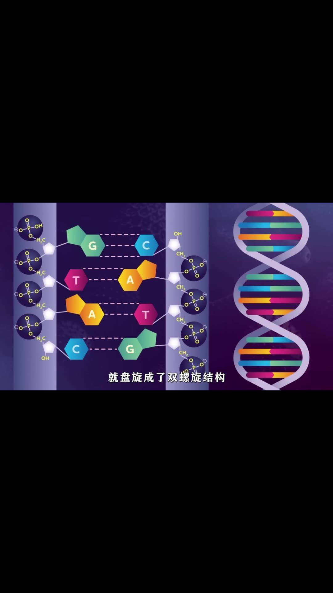DNA的双螺旋结构与半保留复制 #生物