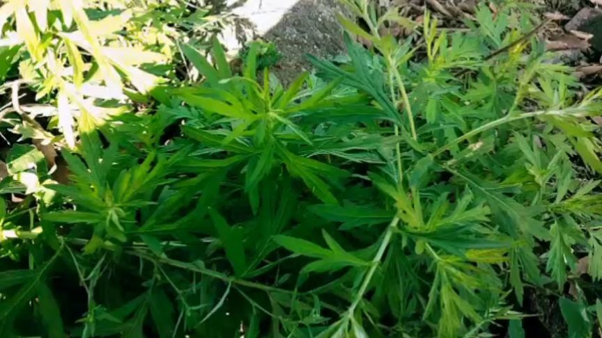 艾叶是常见中草药!它有什么作用?它有可能会帮到你哦!