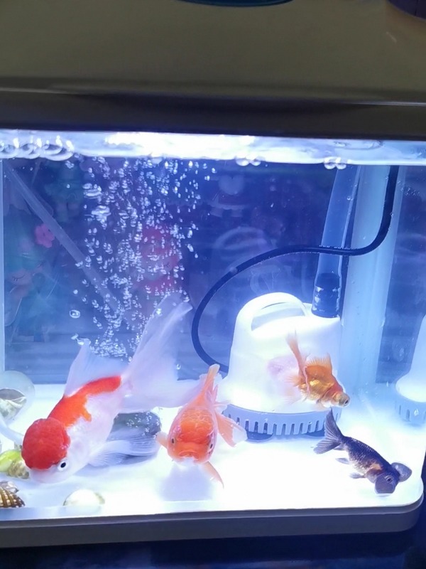 2024年给我的小鱼缸做了个外置过滤器