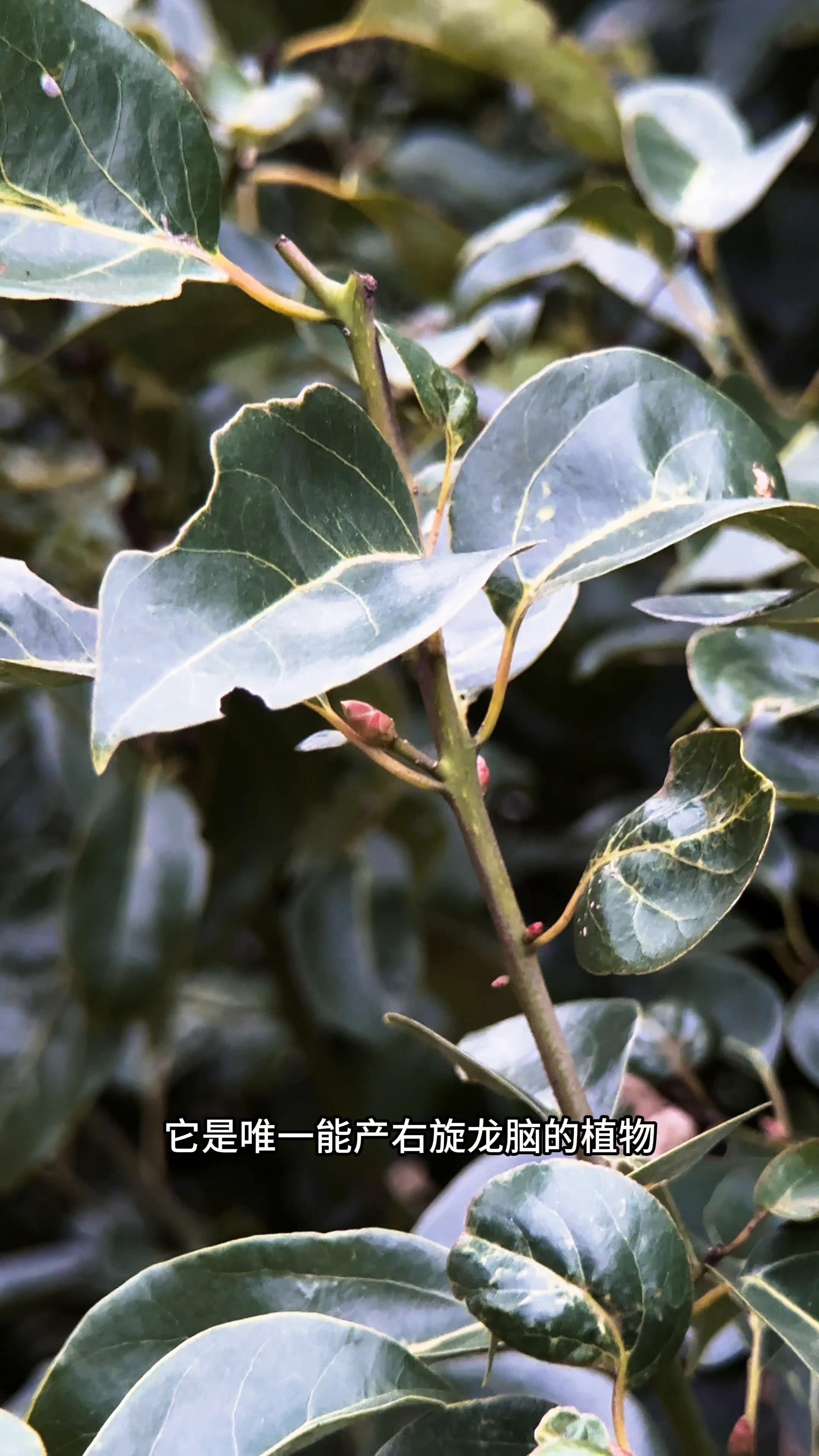 龙脑樟是香樟树吗? 详细给大家讲解龙脑樟与香樟树的区别#抖音知识...