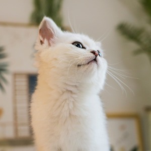 花花与三猫CatLive