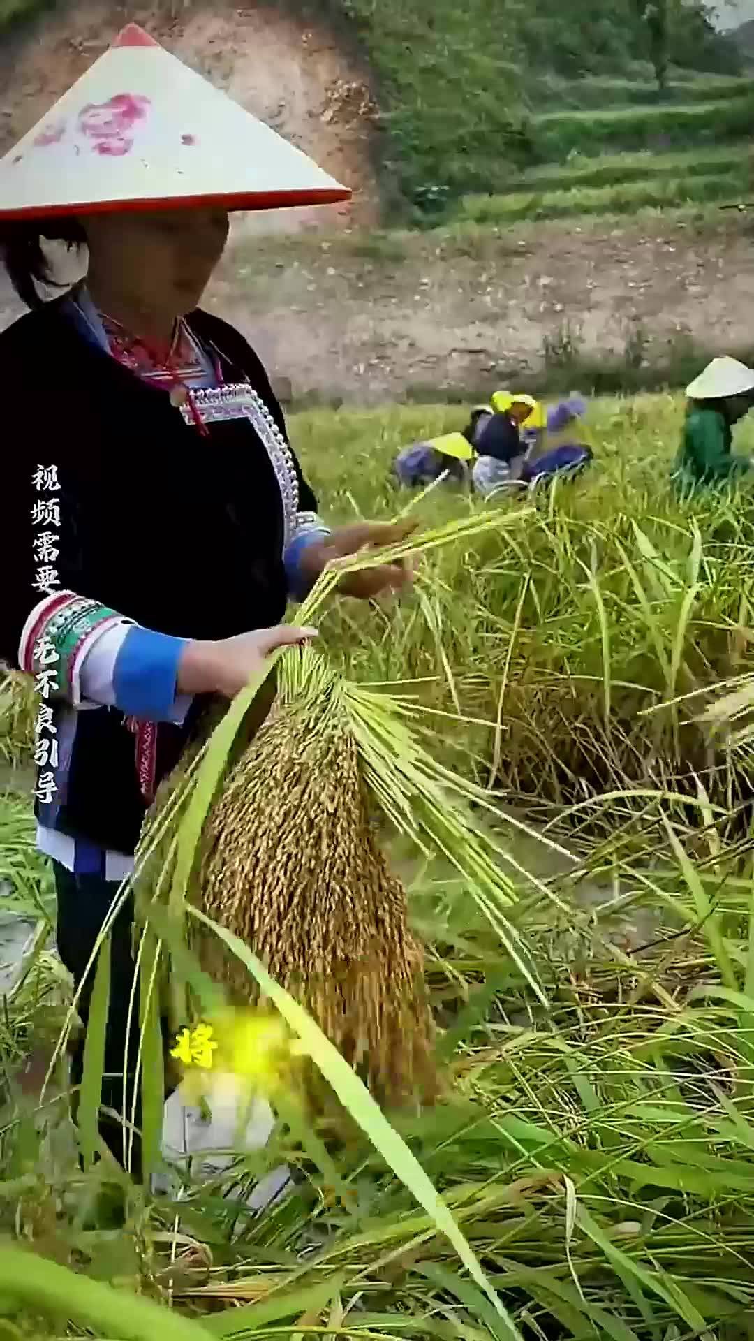 为什么要一根一根的割掉稻子,其实大有用处