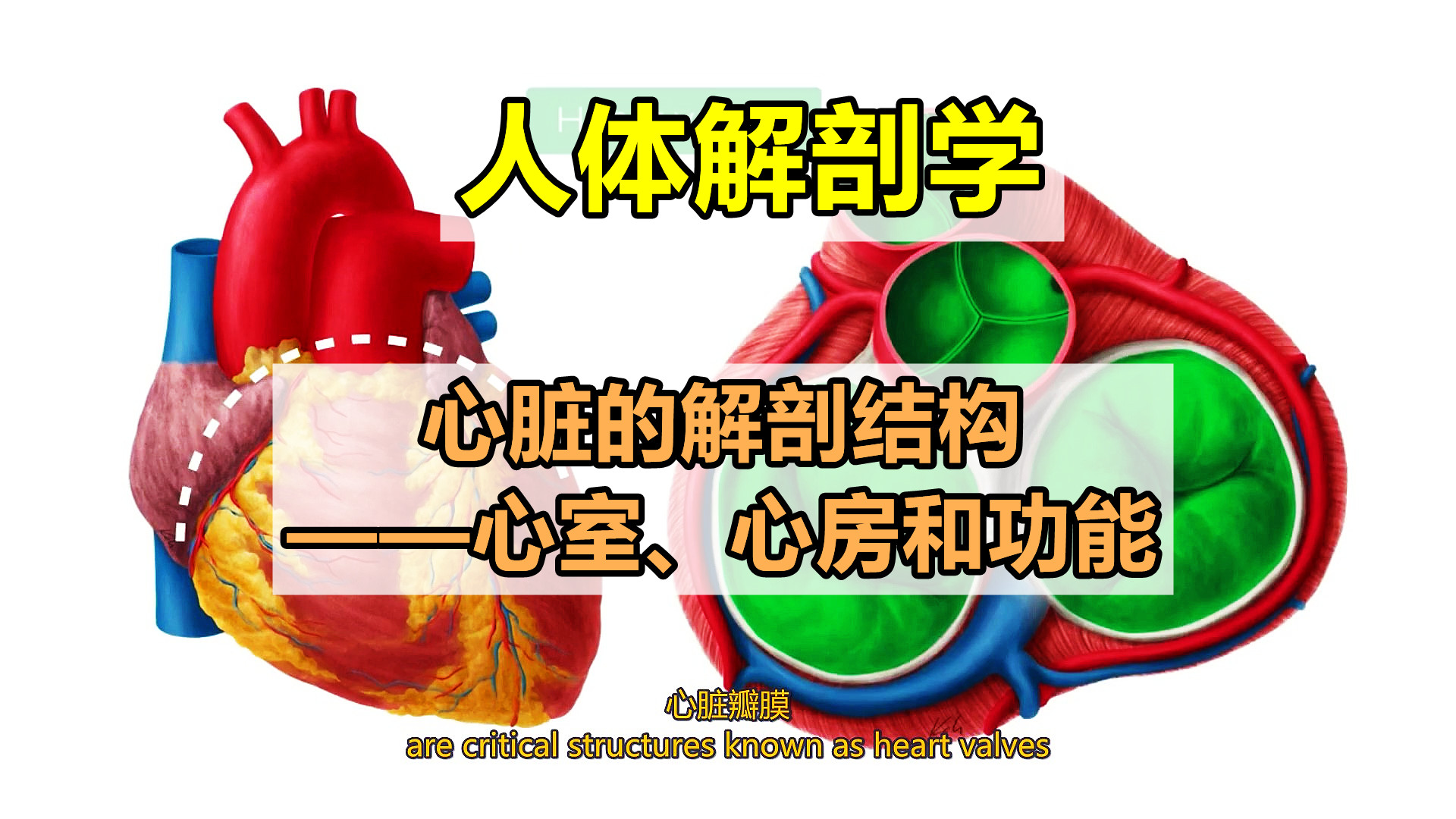 【人体解剖学干货】心脏的解剖结构——心室、心房和功能