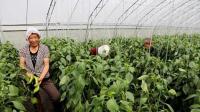 洗衣粉PK有机硅, 哪种更适合当做农药助剂, 带你现场实验
