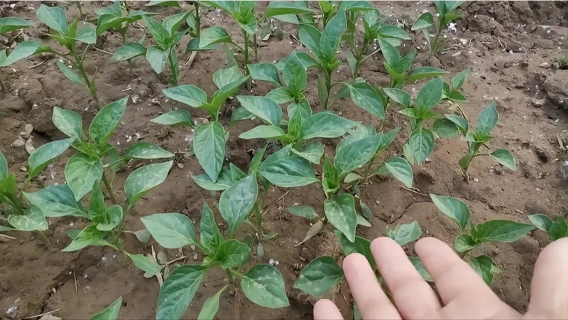 大甜椒，牛角椒，移栽的方法真独特，这种移栽方法，一颗保一颗