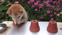 主人测试柴犬智商, 谁说柴犬很聪明的?