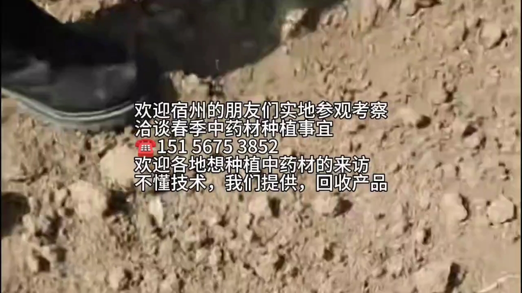 欢迎朋友们前来我处实地参观考察,以及洽谈中药材种植15156753852...