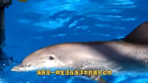 海豚的资料简介,海豚对人类非常友好
