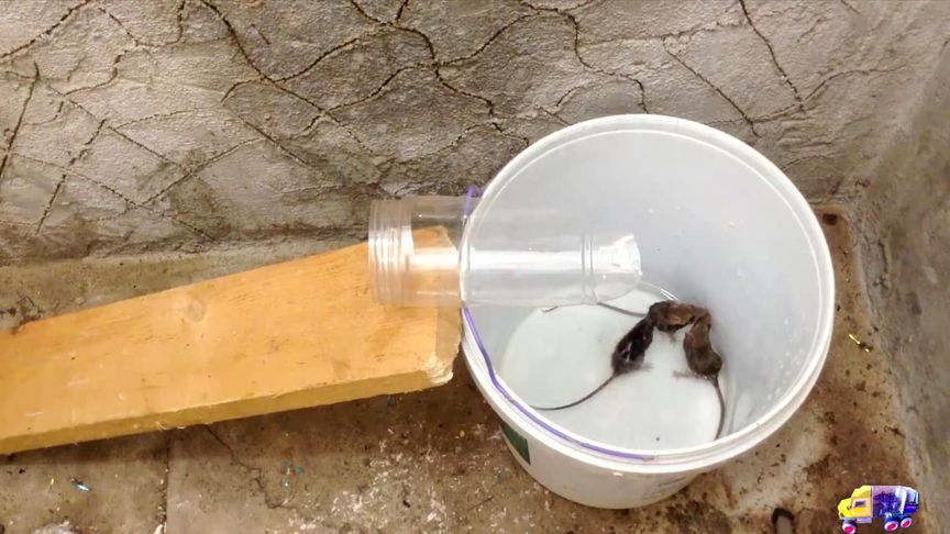 牛人制作全自动清洁无毒捕鼠器,轻松活捉老鼠,一看就能学会