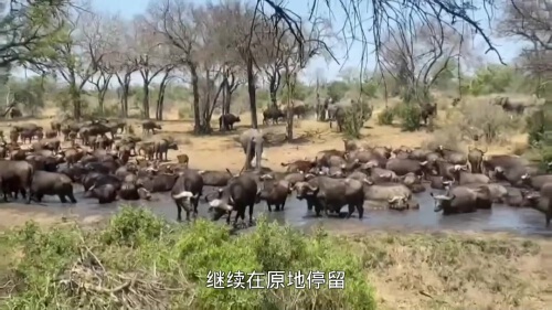 这头巨型大象绝了!面对凶猛野牛群的挑衅,一声怒吼震天动地,野生动物...
