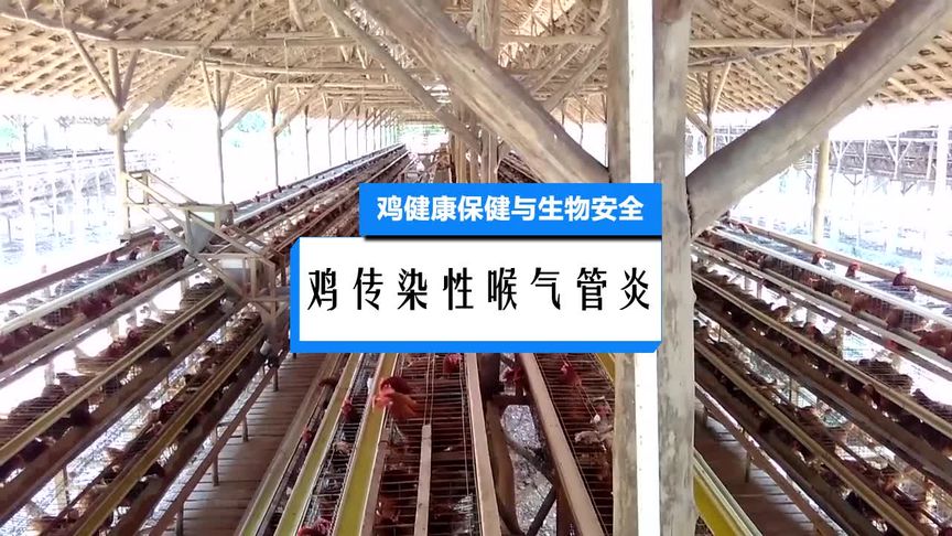 #鸡健康保健与生物安全 鸡传染性喉气管炎