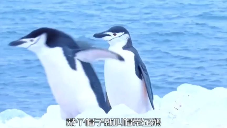 南极旅游攻略来啦,如果有机会一定要把南极行列入你的旅游清单~