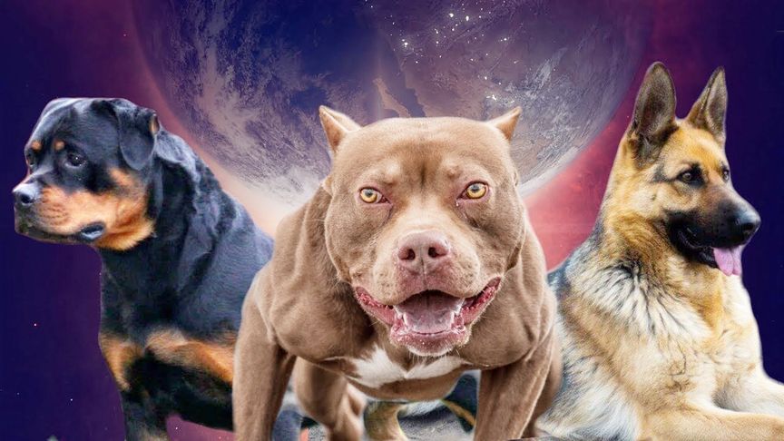 世界10大最受欢迎的犬种