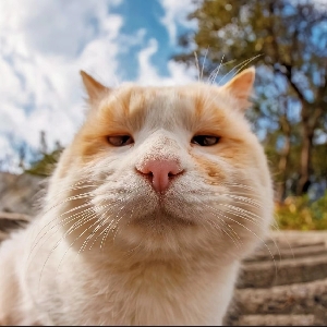 赵财猫德国分猫 