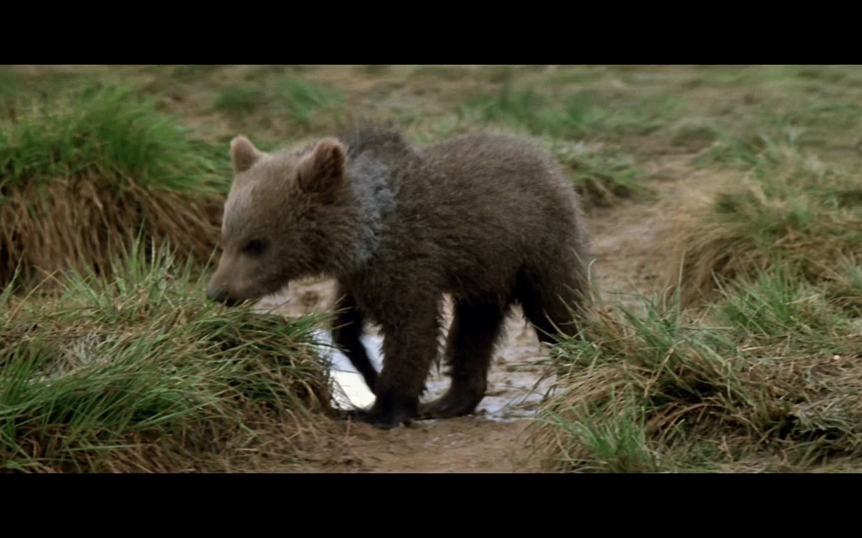 熊的故事(国语中字-珍藏版)