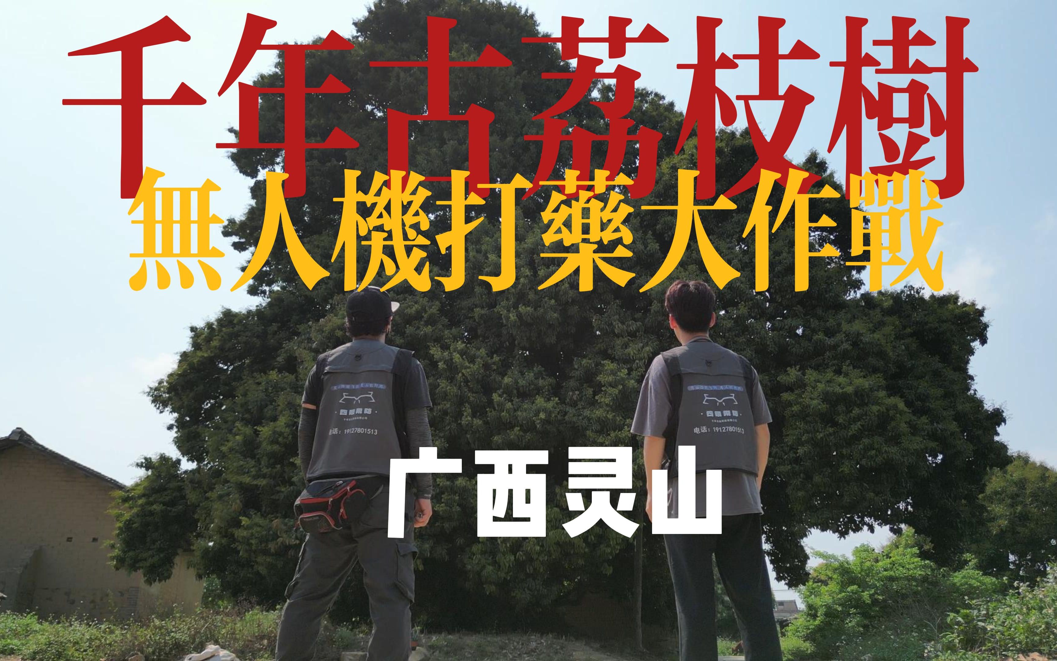 用最新的大疆无人机给最老的荔枝树打药?!