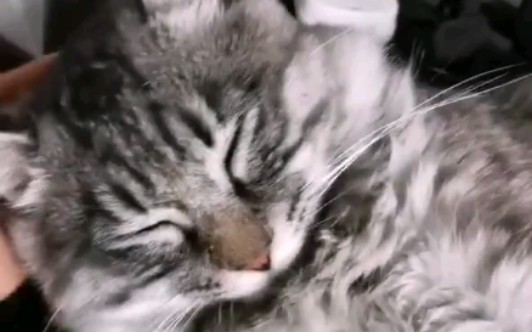 2020.8.15(16:17)怎么叫醒一只装睡的小猫咪(如果不是装睡这样还能不...