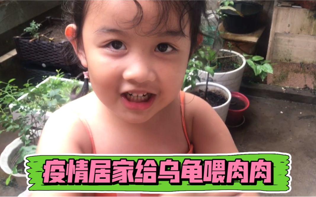 疫情居家生活,给乌龟喂肉肉,并了解淡水乌龟的生活习性