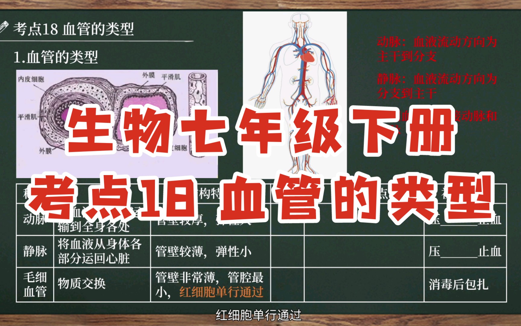 【初中生物全考点讲解|七下】考点18 血管的类型
