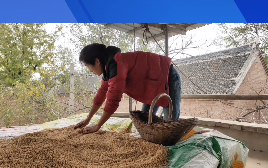 麦子的生长全过程以及营养价值