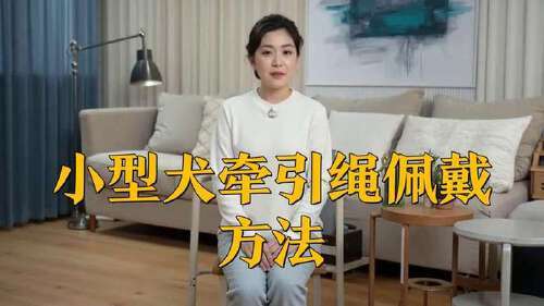 萌宠必看!小型犬牵引绳正确佩戴指南,遛狗更轻松安全