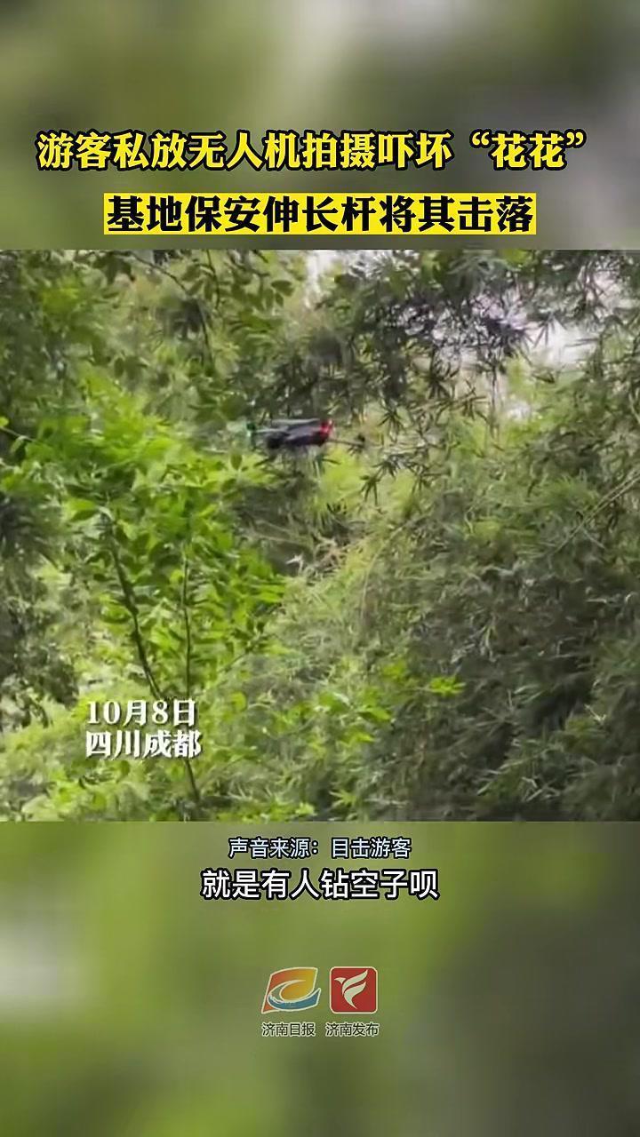 ...花花",基地保安伸长杆将其击落(来源:九派新闻剪辑:申艺校对:曹术明)