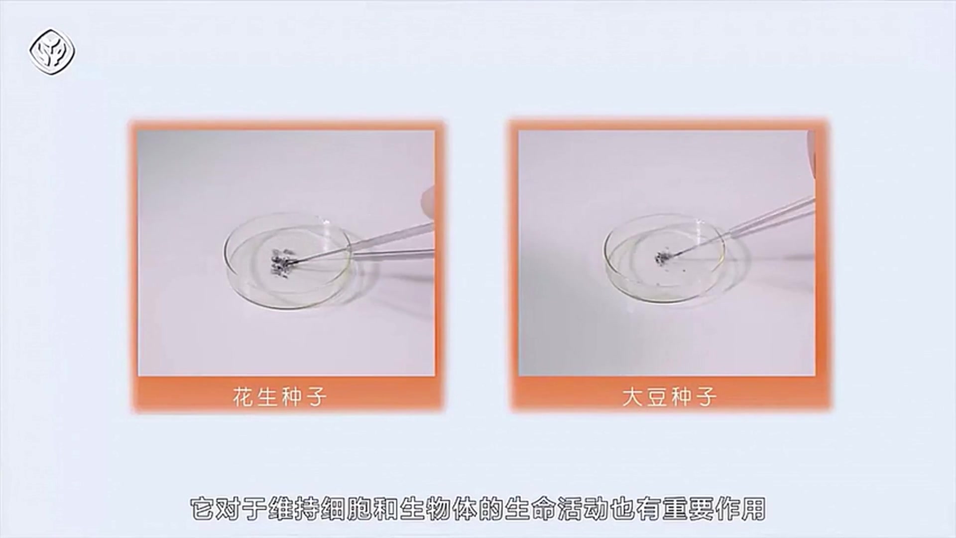 【生物动画】组成细胞的分子