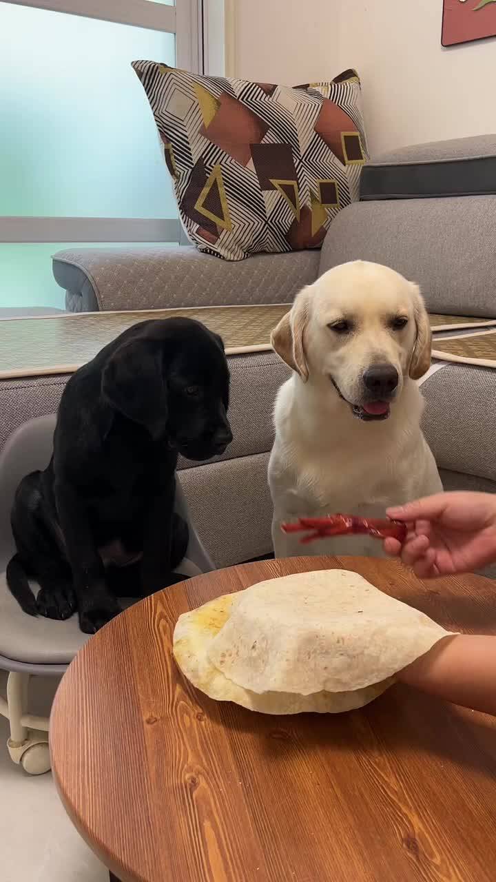 狗:干什么?我不要面子的吗