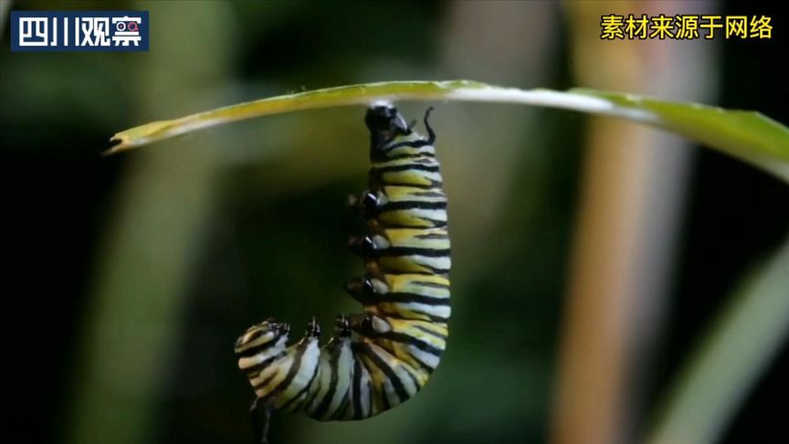 世界环境日丨这世界,远比我们想象的神奇