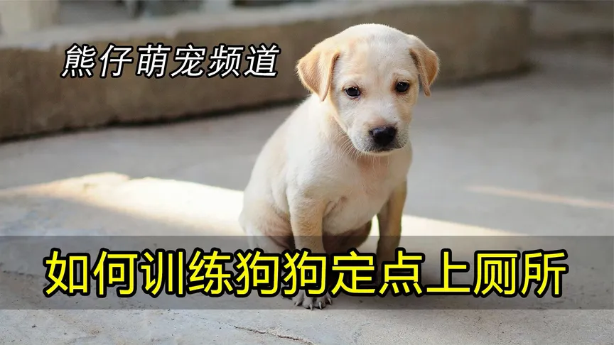 一个简单的方法,3天教会狗狗定点上厕所