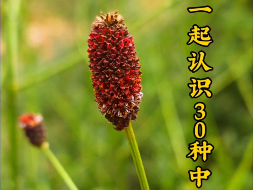 ...一起认识常见的30种中草植物,你们那里都有吗,当地叫他们什么名字...