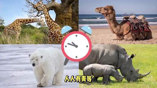 萌翻了!手把手教你画动物保护手抄报,简单易上手,孩子超爱画!