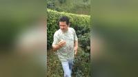 咖啡生长过程