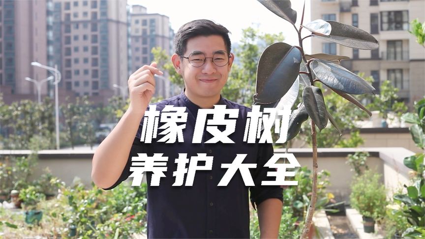 园艺师教你橡皮树怎么养,这可能是关于橡皮树,最全面的教程了