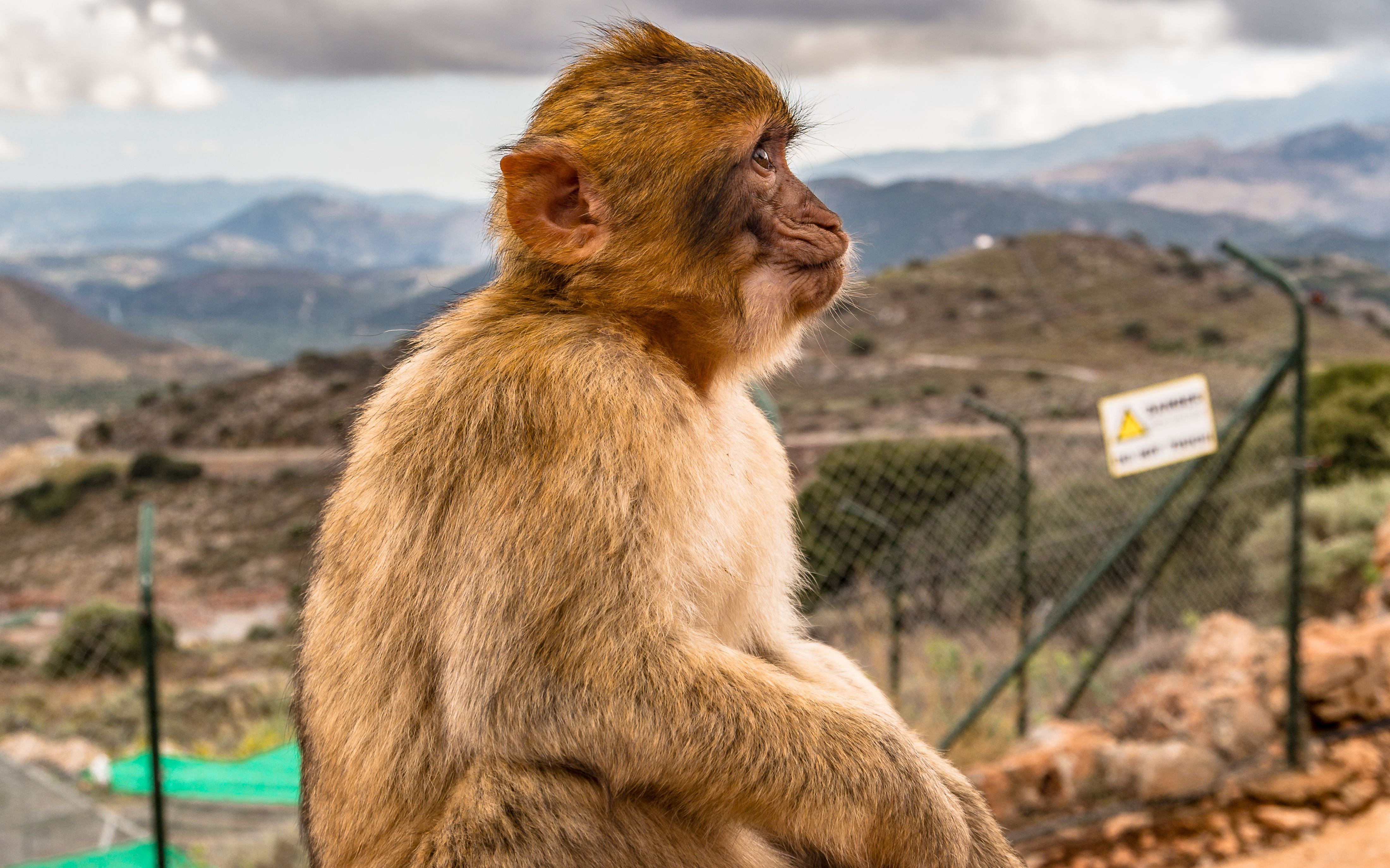 【训练营教你玩转PS】教你在PS中快速扣出带毛发的动物