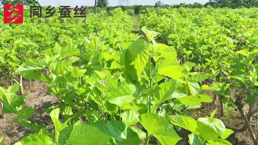 #同乡蚕丝养蚕记蚕宝宝茁壮生长进行时ߒ�ߏ