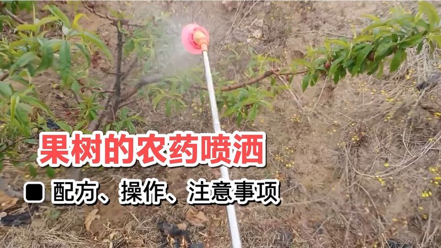 果树的农药喷洒,带你第一视角观看农药配方,技术操作和注意事项