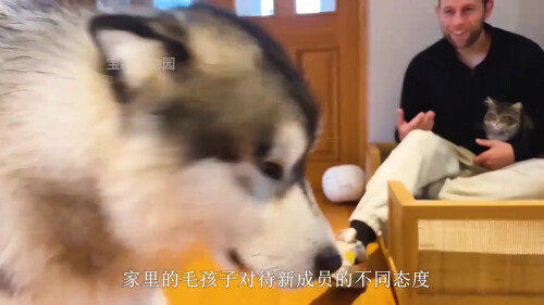 原来狗狗也会生气,面对家里新来的小猫咪,态度那是各不相同