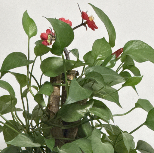 温州正楠机械有限公司 