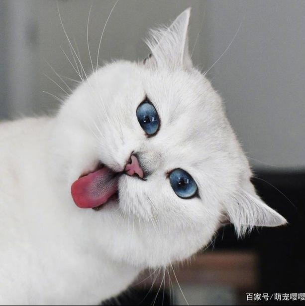 宠物生活馆 