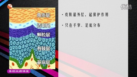 喜旺纹绣课堂——皮肤的结构与功能