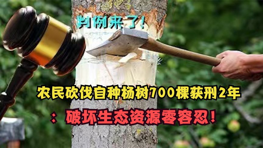 农民砍伐自种杨树700棵获刑2年:破坏生态资源零容忍!