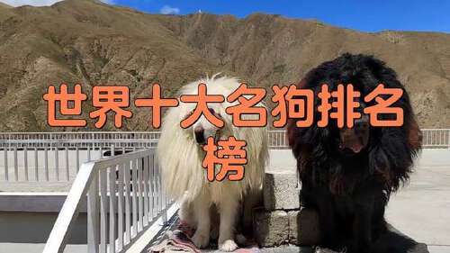 十大名犬排行榜,第一名你绝对想不到!