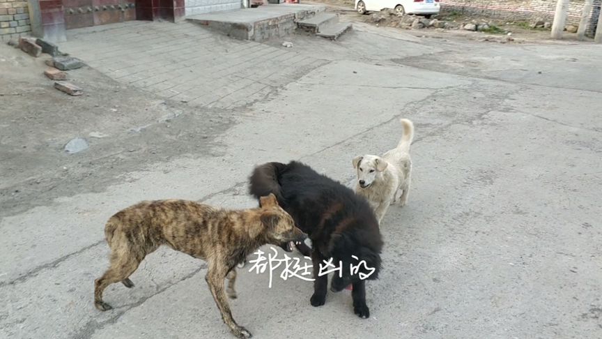 黑熊犬偶遇两条流浪狗,看看会发生什么,为什么干仗