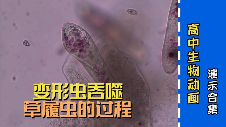 高中生物动画演示合集——变形虫吞噬草履虫的过程