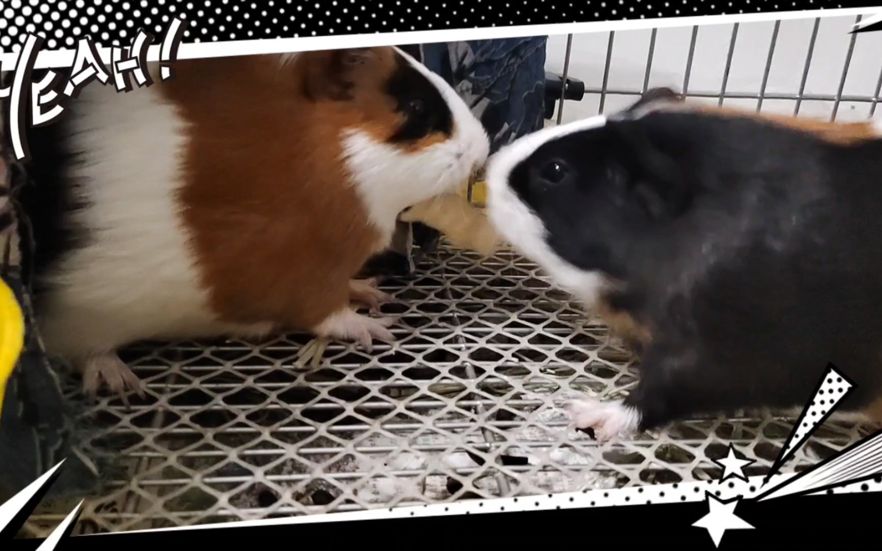 【生活日常】三线格田字格吃苹果皮日常