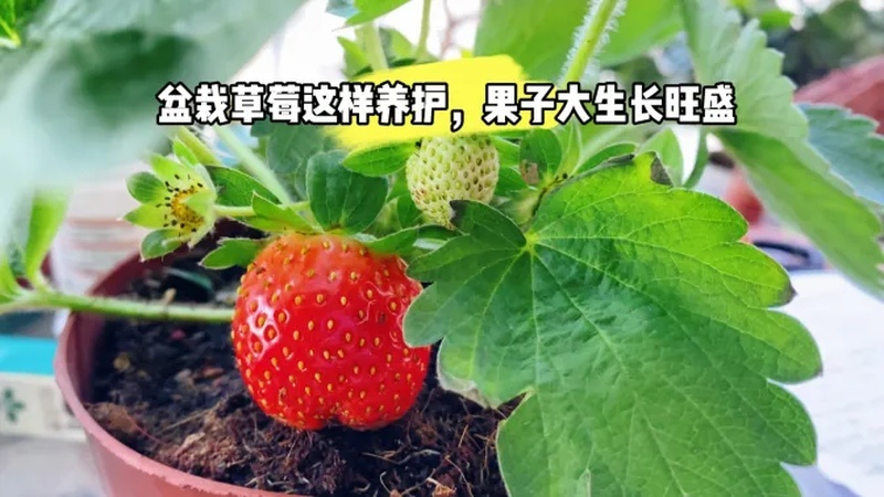 阳台草莓做好这些养护,果子多,生长旺盛!