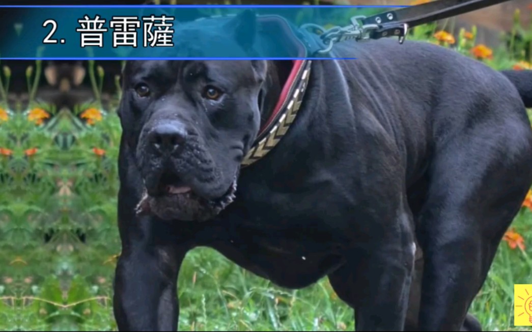 最凶猛的犬类排名