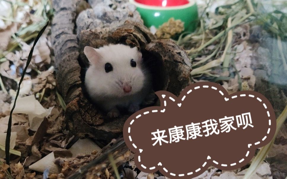 [自制] 0.72平米的超大仓鼠笼要怎么布置?小呗的夏日别墅!Cage Tour 2.0