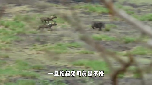 这种动物从不记仇,但只要你让它记住了,那可就要闹大了!